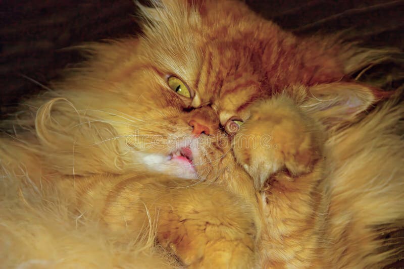 Persian Cat, Long-haired Pet Cat Breed. Stock Photo - Image of ears ...