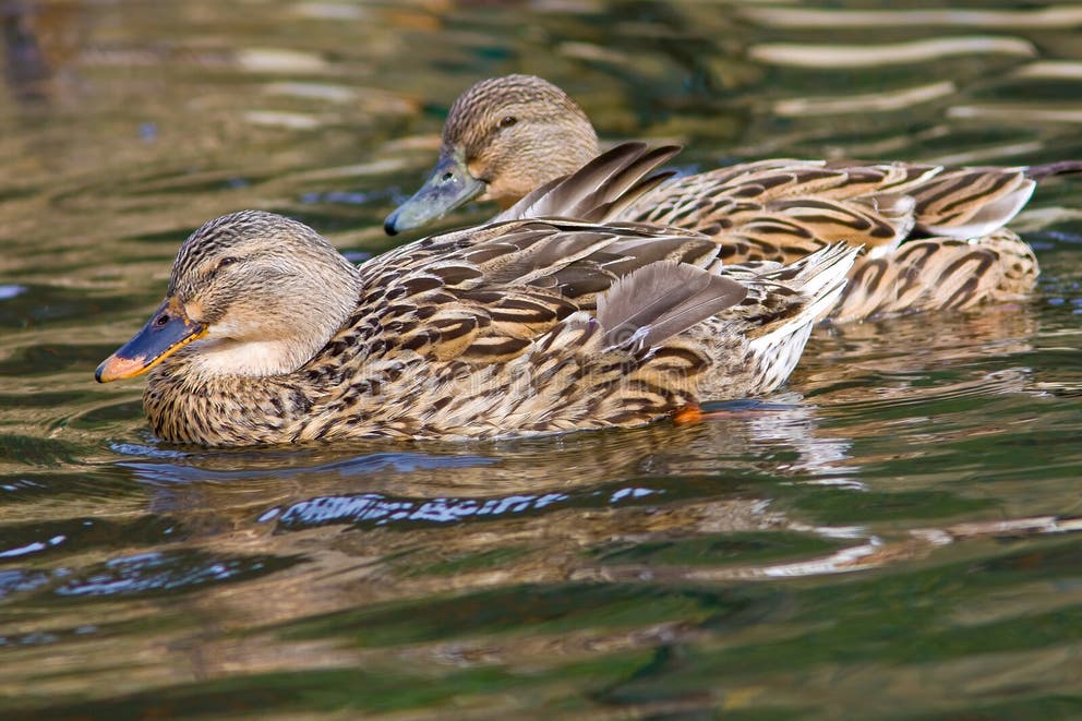 Mallard Duck with the Scientific Name of (Anas Platyrhynchos). Stock ...