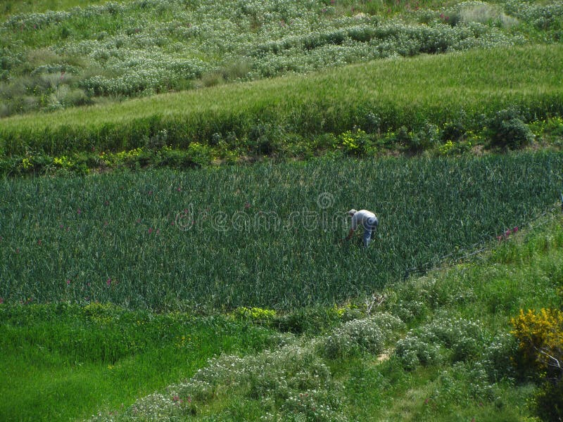 MGARR, MALTA - Mar 31, 2014: Maltese Farmer Working and Growing Crops ...