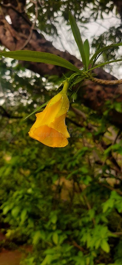 MH 50 karad stock image. Image of sunlight, blossom - 260656059