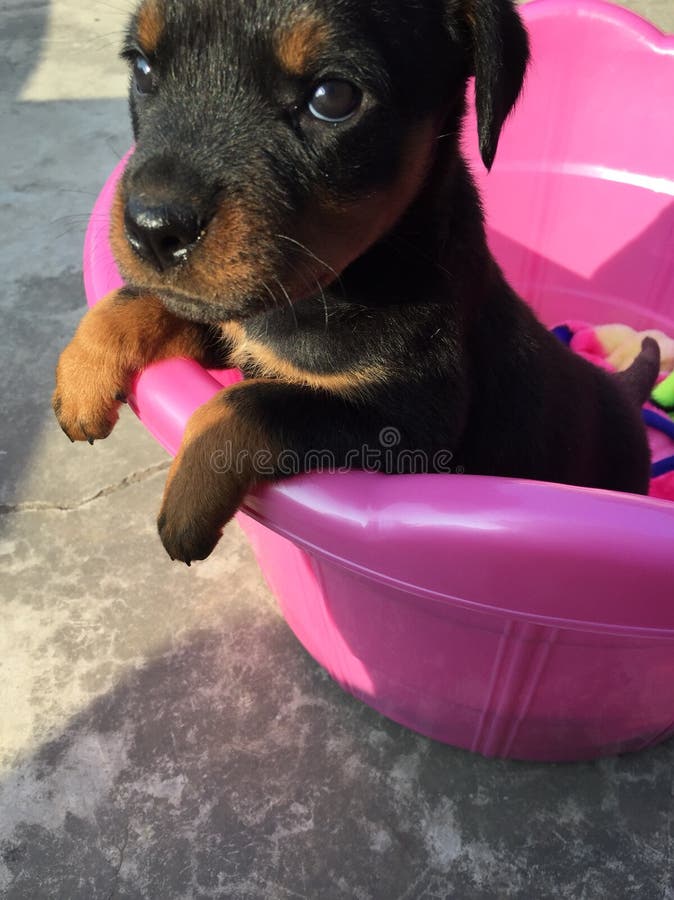 Bebé Rottweiler foto de archivo. Imagen de runt, animal - 1150680