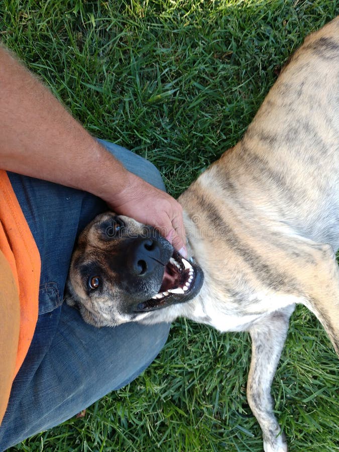 Mi buen perro foto de archivo. Imagen de bueno, perro - 157050454