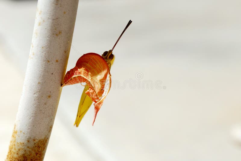 Mi capullo foto de archivo. Imagen de ojos, capullo - 138780394