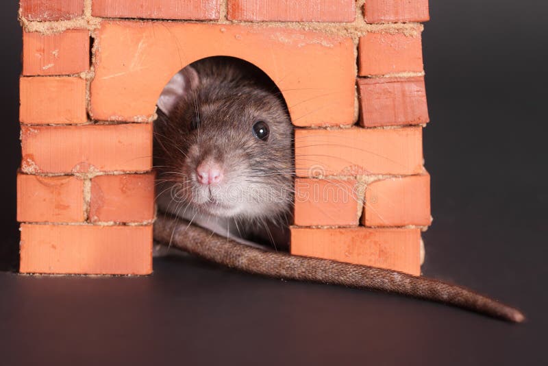 Rata con una cola grande imagen de archivo. Imagen de blanco - 26473653