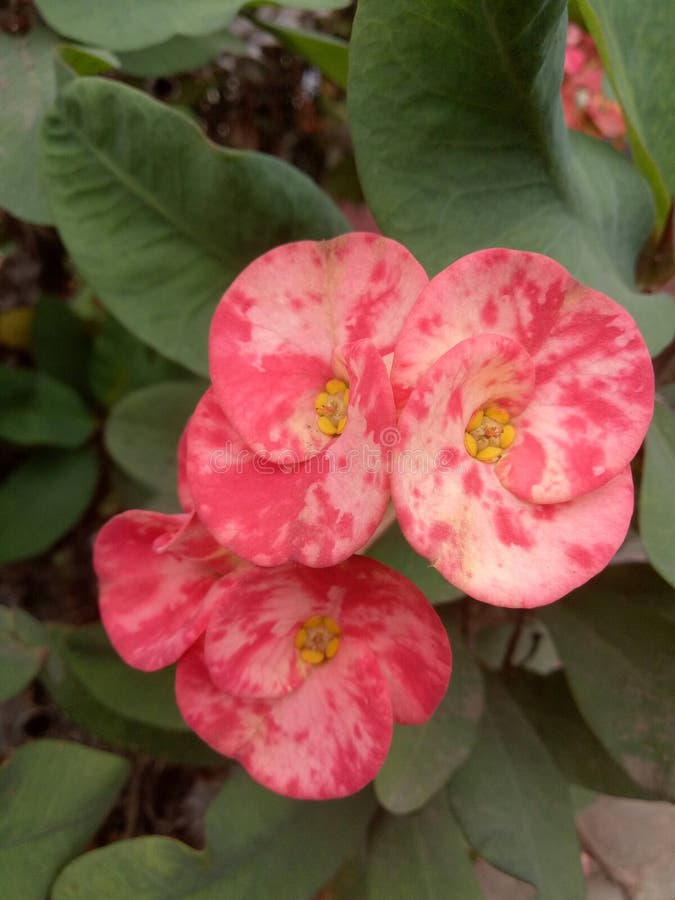 Mi dulce flor en el parque imagen de archivo. Imagen de dulce - 223424949