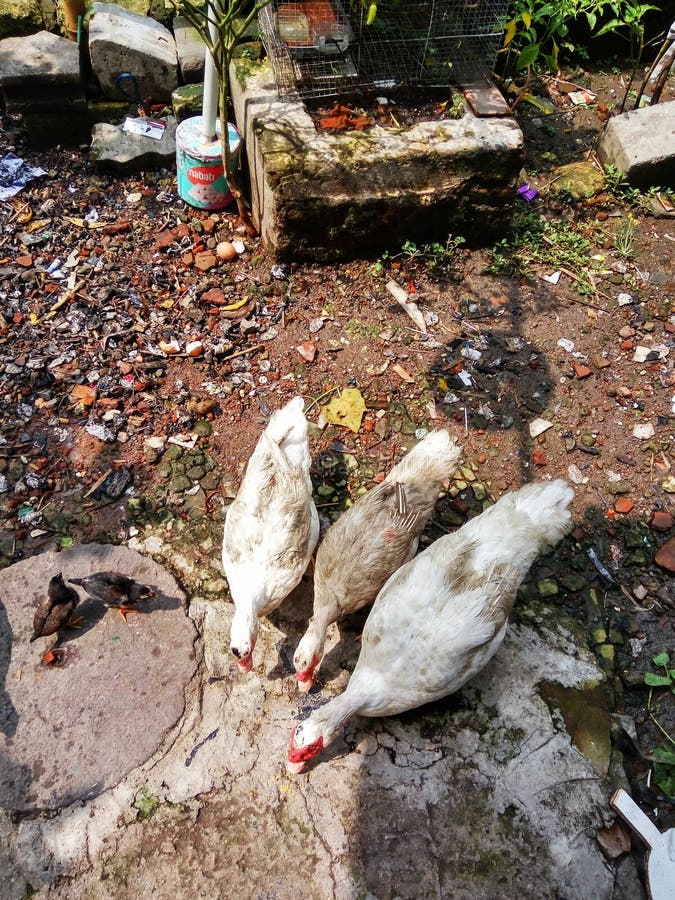 Mi pato come juntos foto de archivo editorial. Imagen de pato - 174540373