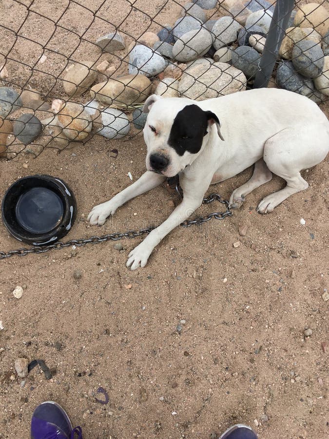 Mi perro foto de archivo. Imagen de momia, nuevo, perro - 115777520