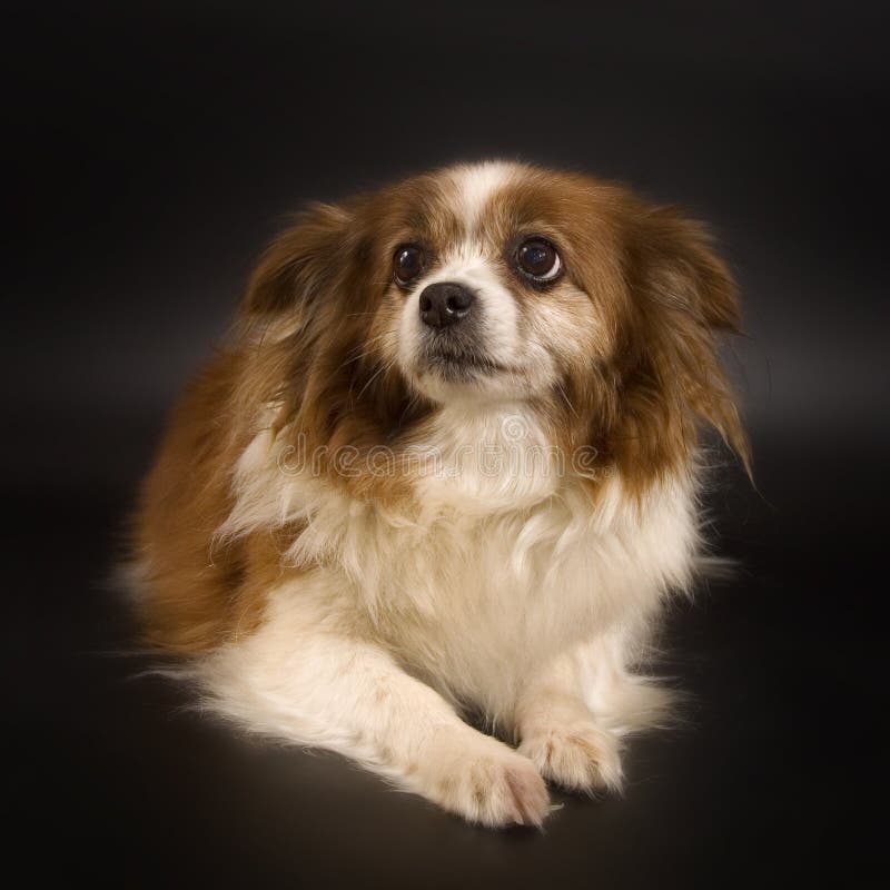 Mi perro foto de archivo. Imagen de mascota, amigo, mascotas - 2459564