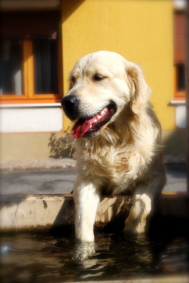 Mi perro 3 imagen de archivo. Imagen de blanco, feliz - 6791603