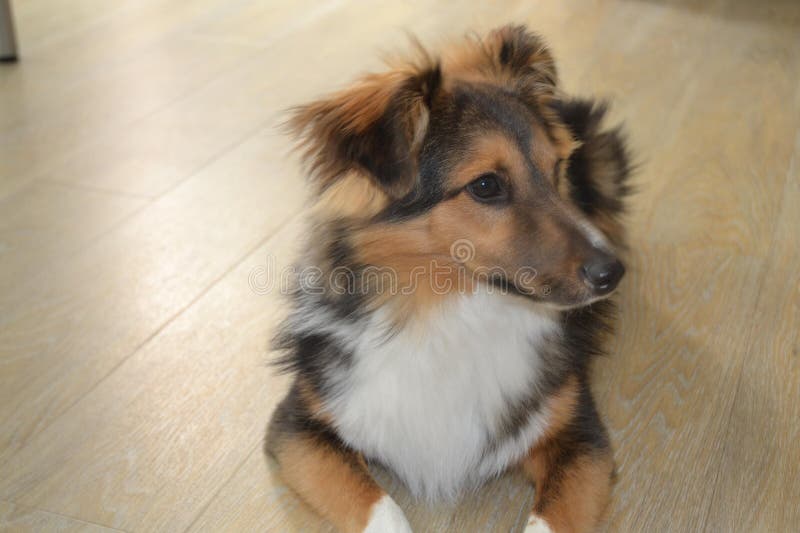 Mi perro ricky foto de archivo. Imagen de mascota, nariz - 255883866
