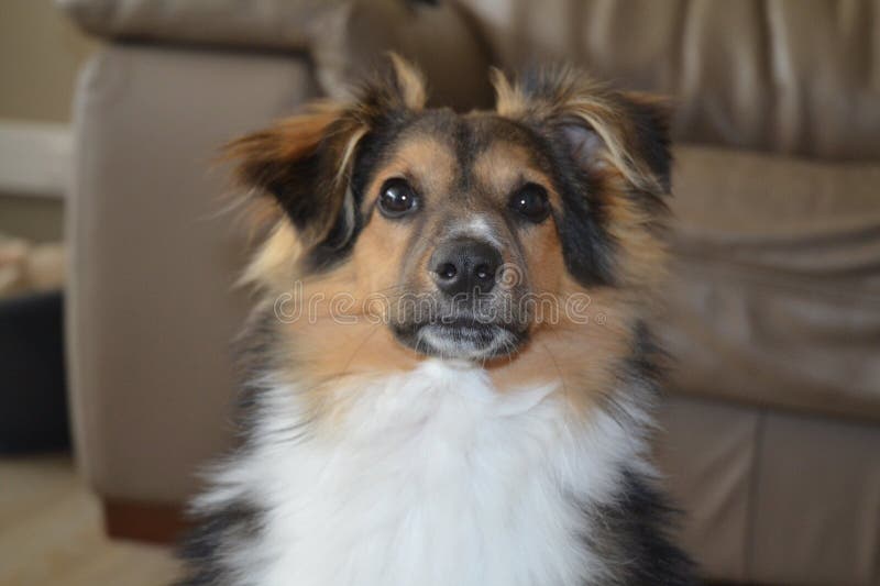 Mi perro ricky imagen de archivo. Imagen de perro, hocico - 255883873