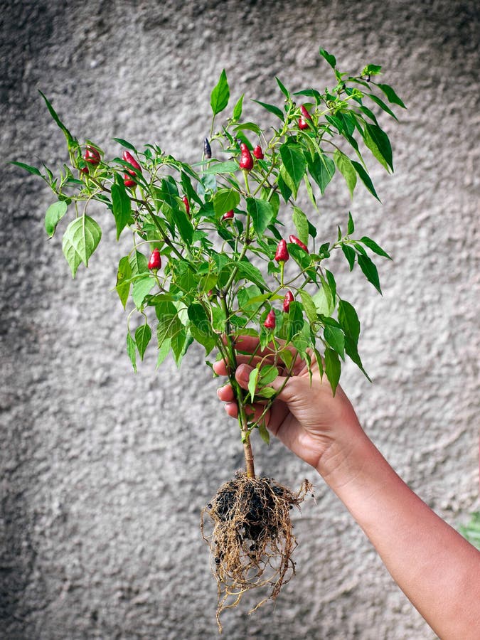 Mi planta de Tabasco imagen de archivo. Imagen de fresco - 61190901