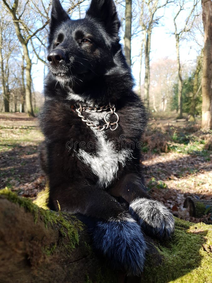 Miacat Stock Photos - Free & Royalty-Free Stock Photos from Dreamstime