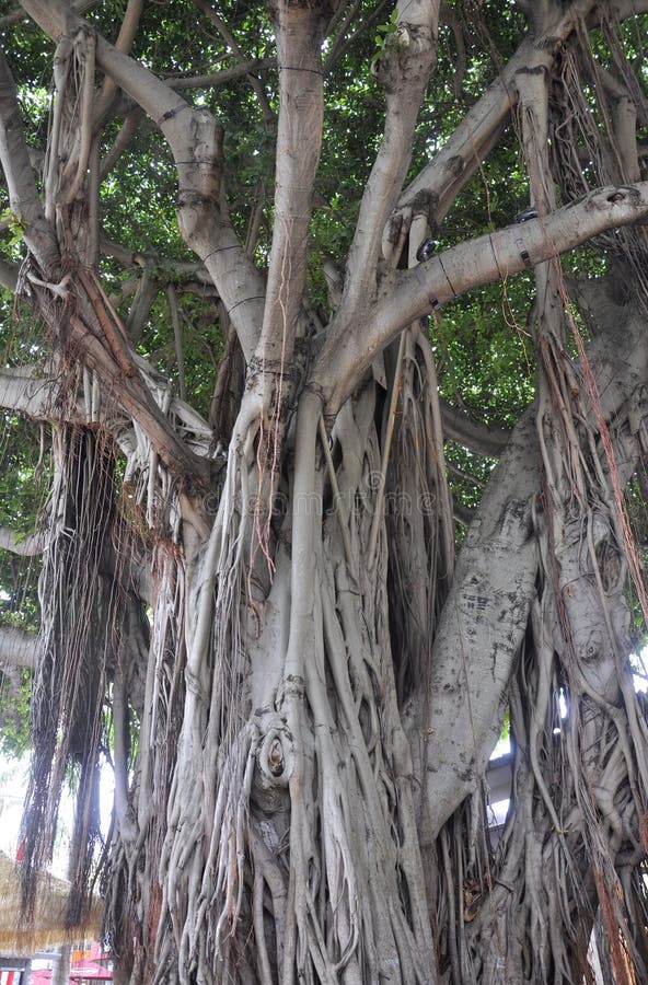 Miami,august 9th:Banyan Tree from Miami in Florida USA Stock Image ...