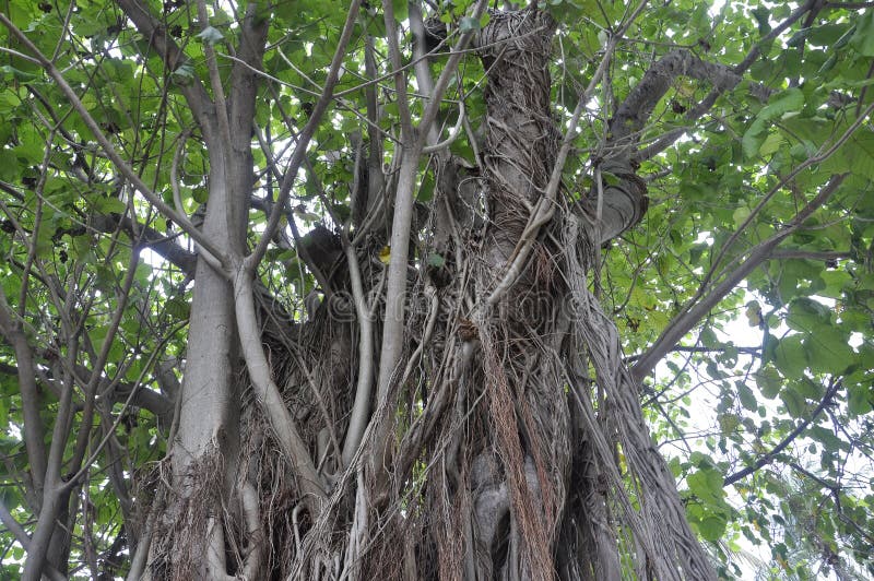 Miami,august 9th:Banyan Tree from Miami in Florida USA Stock Image ...