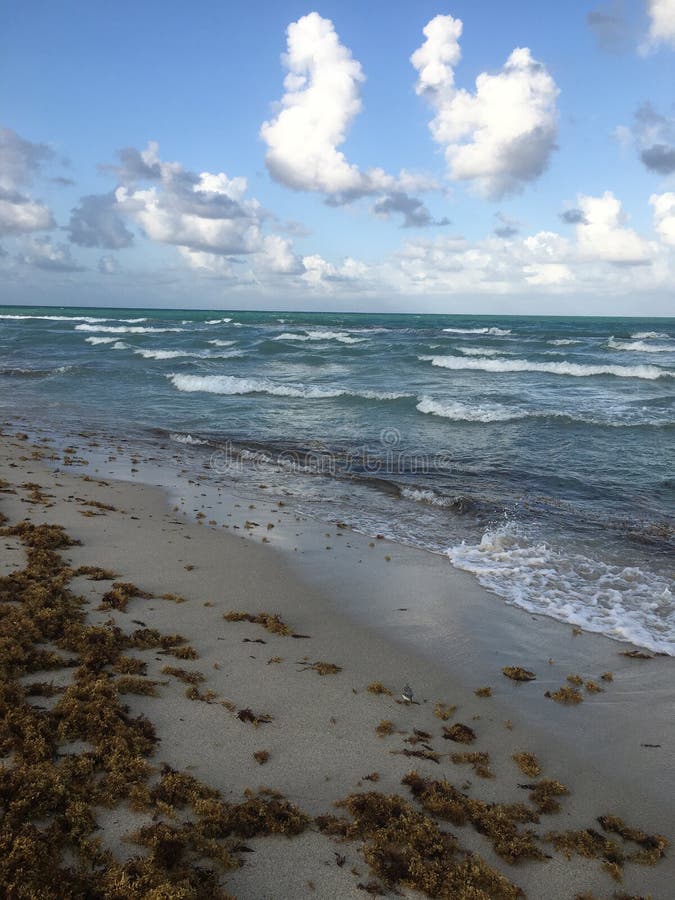 Miami Beach in April. stock photo. Image of beach, miami - 246053830