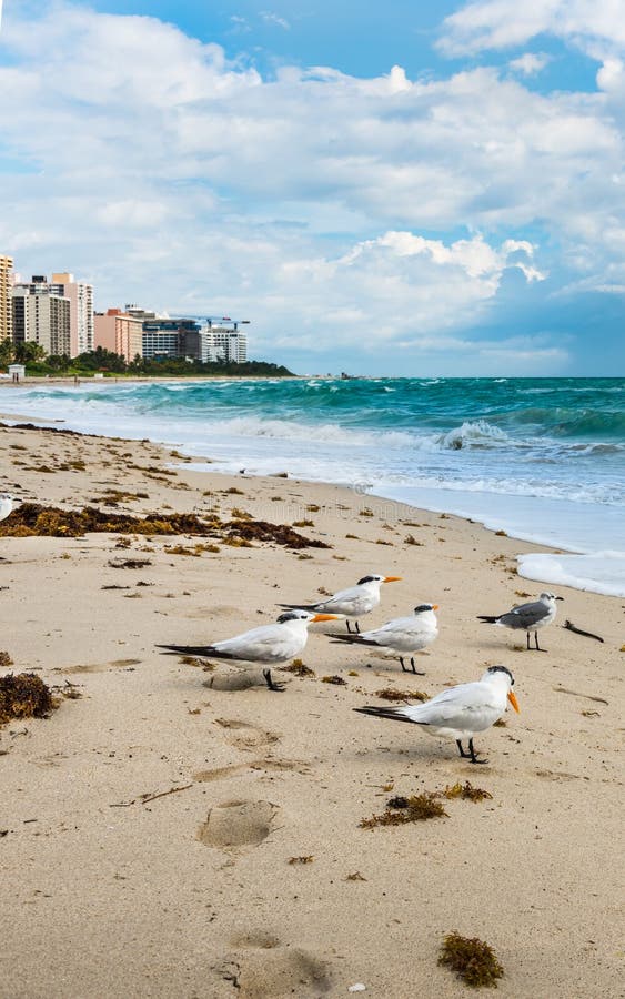 Birds. Miami Beach. Florida. Stock Image - Image of cloudscape, people ...
