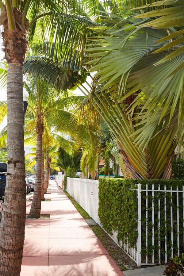 Miami Beach Palm Trees Sidewalks in Florida Stock Image - Image of ...