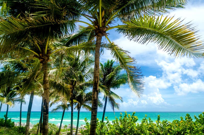 Miami Beach Palms stock photo. Image of green, palms - 80113292