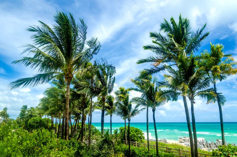 Miami Beach Palms stock photo. Image of florida, green - 80113358