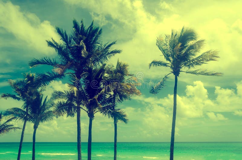 Miami Beach Palms - Retro Effect Stock Image - Image of summer, ocean ...