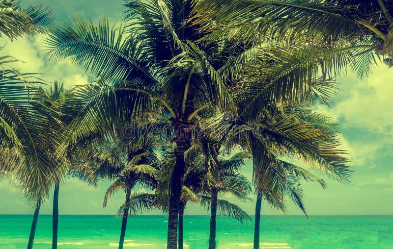 Miami Beach Palms - Retro Effect Stock Image - Image of tropical ...