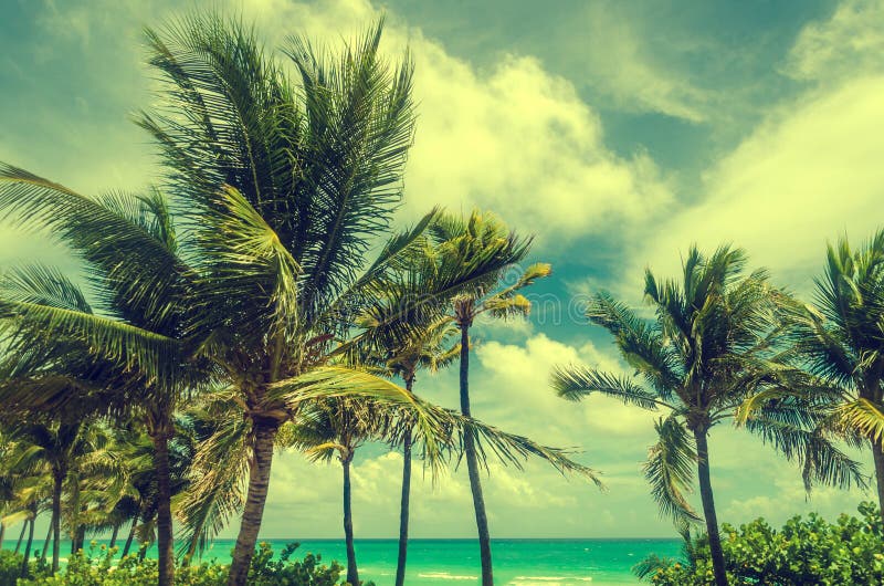 Miami Beach Palms - Retro Effect Stock Image - Image of vacation ...