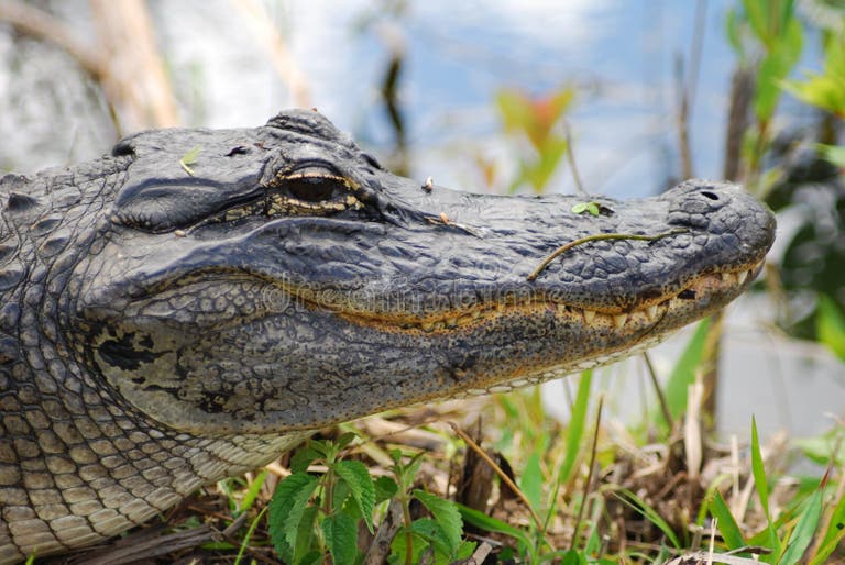 Miami Caiman Head stock image. Image of florida, close - 8843761