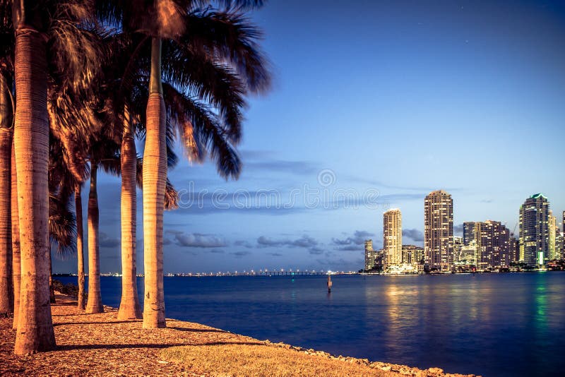 Miami Florida Skyline and Palm Trees Stock Photo - Image of destination ...