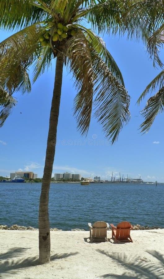 Miami palm trees stock image. Image of travel, miami - 22614083