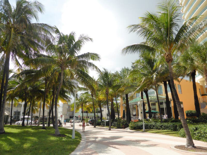 Miami palm trees editorial stock image. Image of miami - 86607909