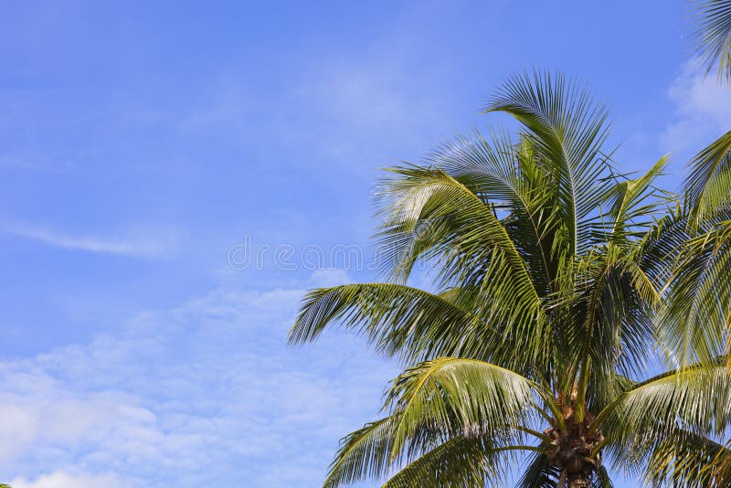 Miami-Palmen stockfoto. Bild von platz, baum, palme, blau - 60452308