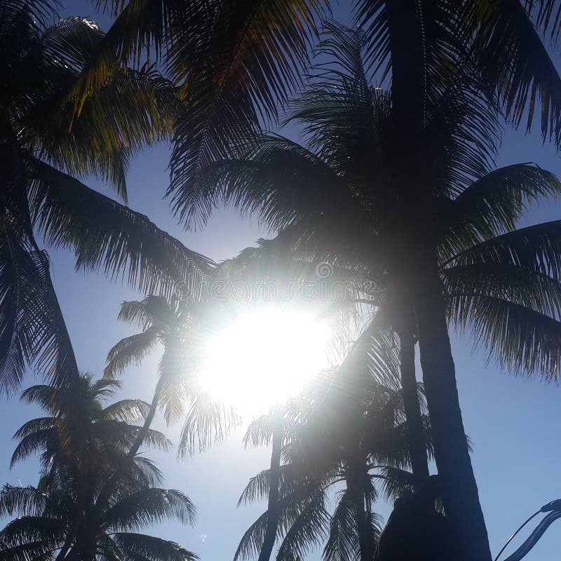Miami stock photo. Image of palms, miami, beach, south - 47899480