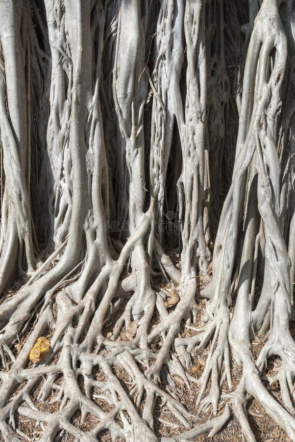 Miami Street Tree Roots Abstract View Stock Image - Image of florida ...