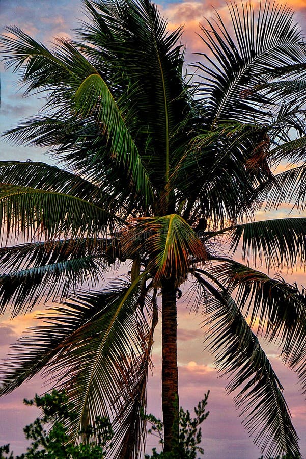 Vice-cut tree trunks stock image. Image of vegetation - 39393289