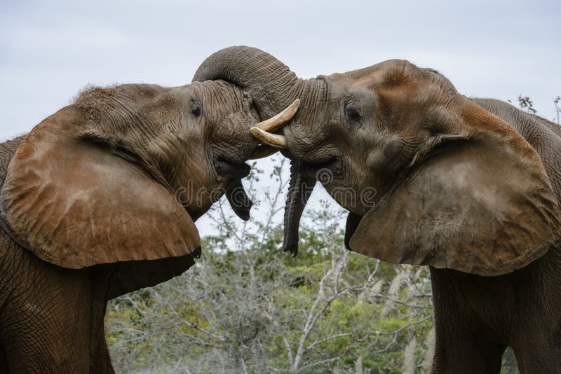 Miami Zoo Elephants Playing with Their Trunks Stock Image - Image of ...