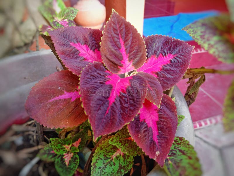 Miana Coleuso Mosaic Plants Have Different Patterns on Each Leaf Stock ...