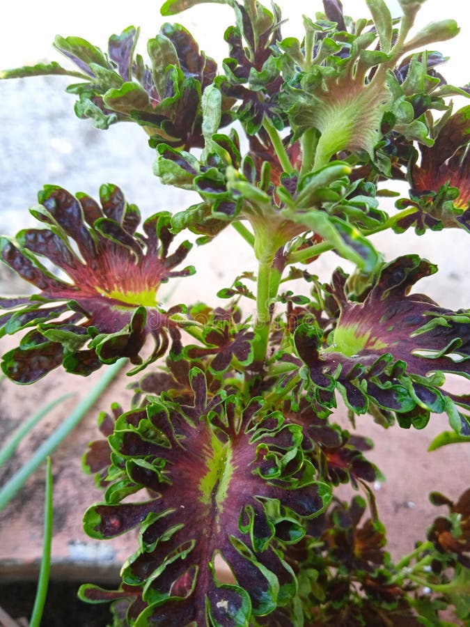 Miana coloeus stock photo. Image of plants, coloeus - 271725008