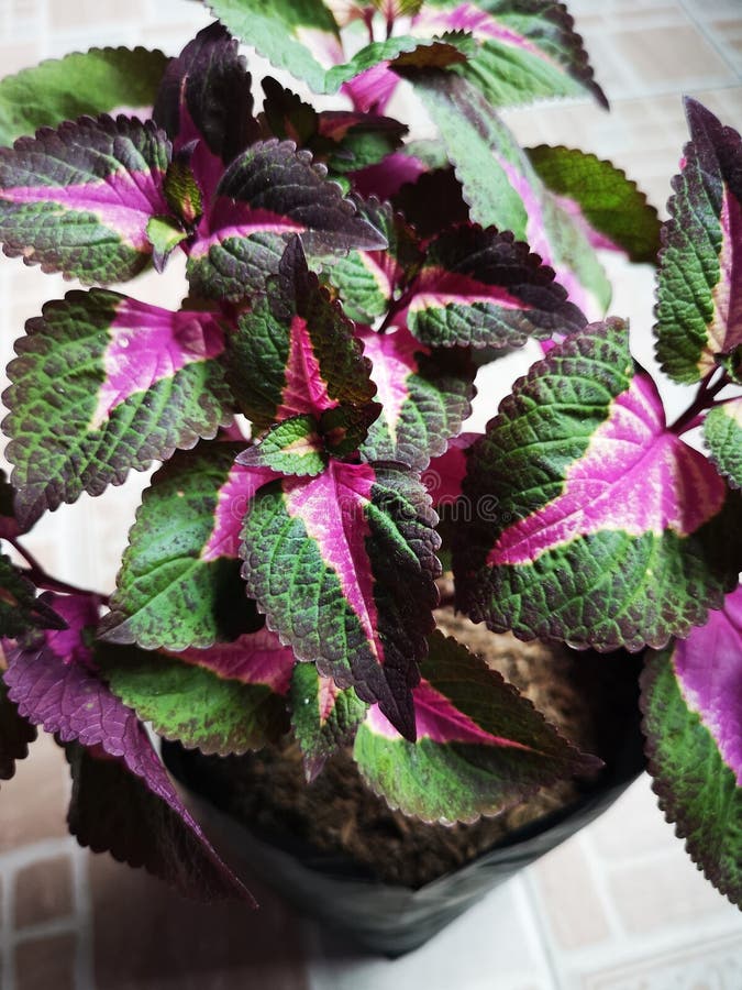 Miana stock photo. Image of plant, miana, flower - 200738528