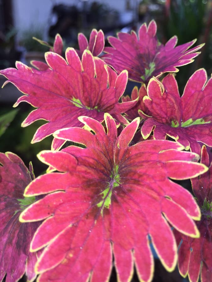 A miana flower stock image. Image of miana, class, flower - 207781297