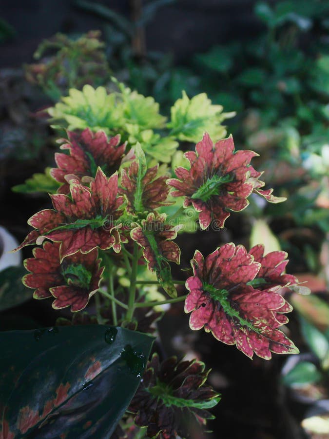 Miana Leaves with a Beautiful Blend of Colors Stock Photo - Image of ...