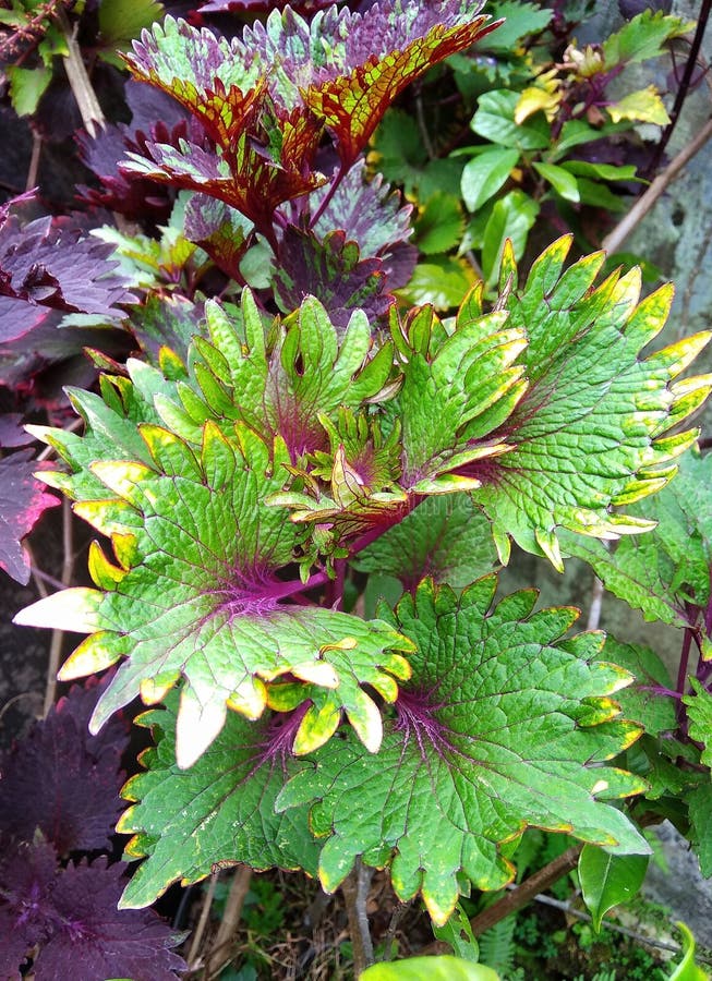 Miana Ornamental Plants Have Beautiful Patterns Stock Image - Image of ...