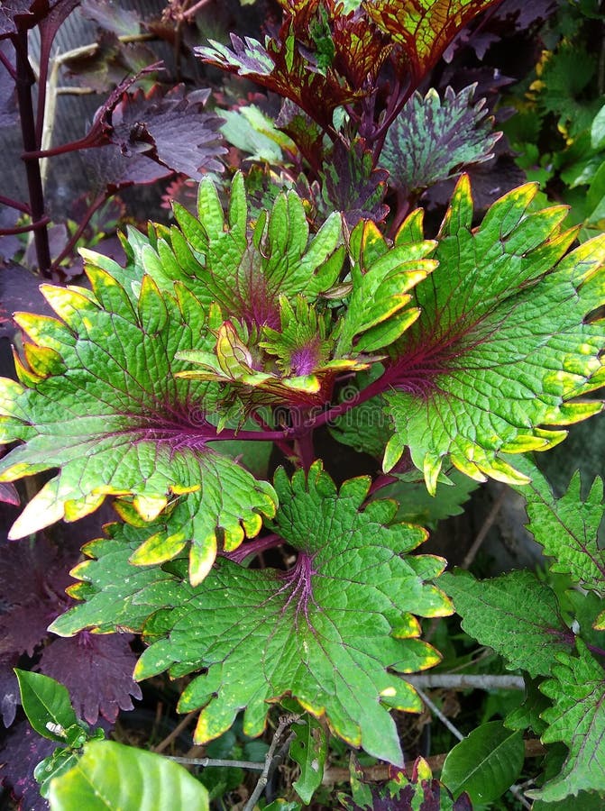 Miana Ornamental Plants Have Beautiful Patterns Stock Image - Image of ...