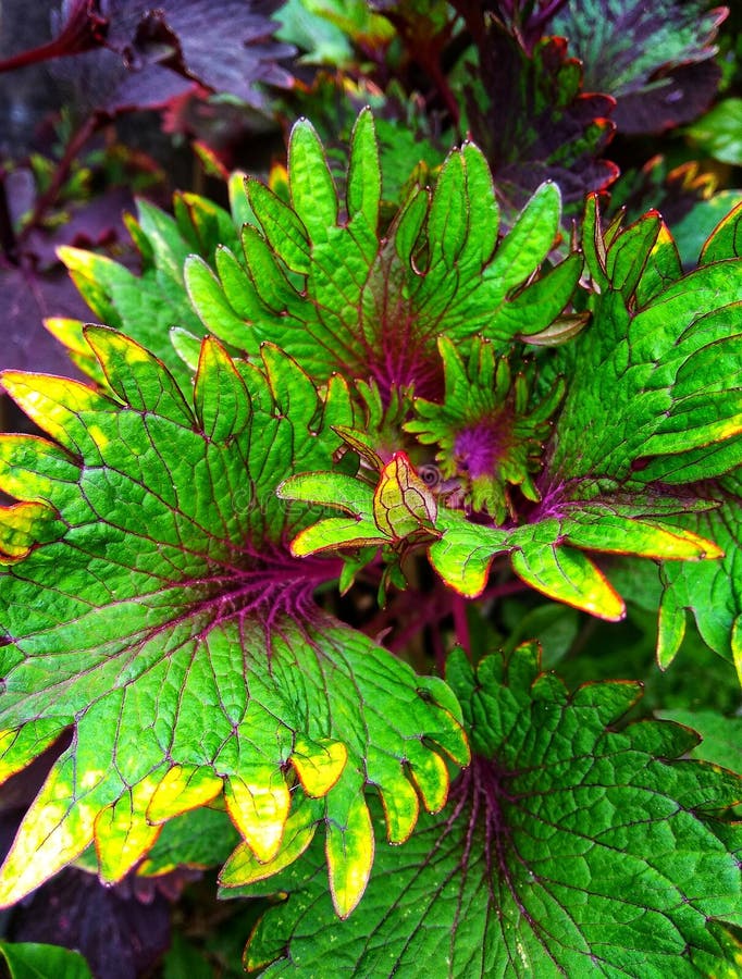 Miana Ornamental Plants Have Beautiful Patterns Stock Photo - Image of ...