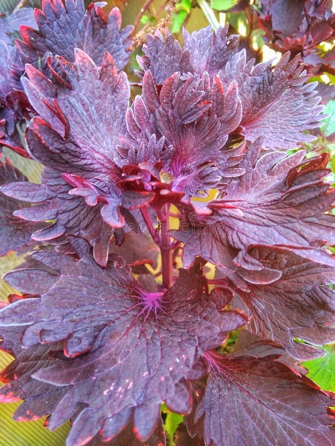 Miana Ornamental Plants Have Beautiful Psttern Stock Photo - Image of ...