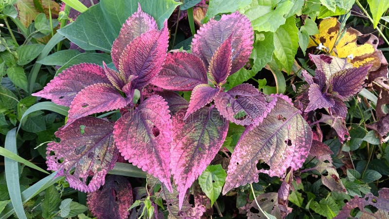 Miana Plant Miana Plant Llier Coleus Stock Image - Image of miana ...