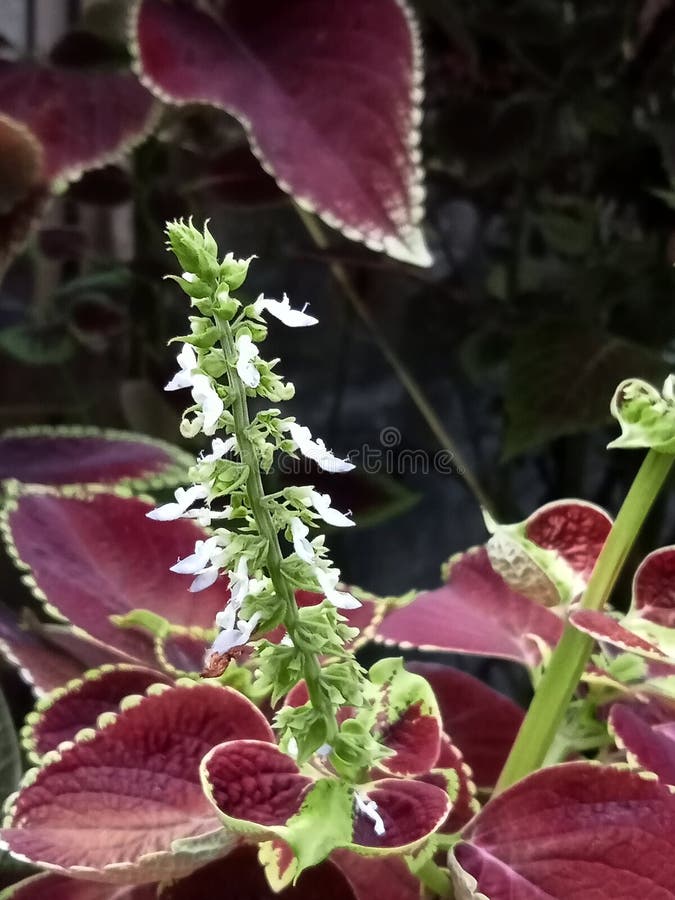 Miana Plants, Slobber or Coleus Atropurpureus Stock Photo - Image of ...