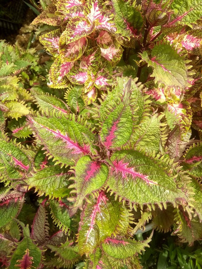 Miana Plants that Thrive in the Front Yard of the Office Building Stock ...