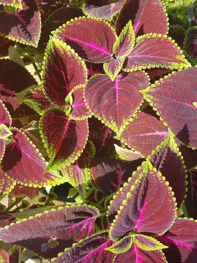 The Miana Tree is Very Beautiful Stock Image - Image of miana, purple ...