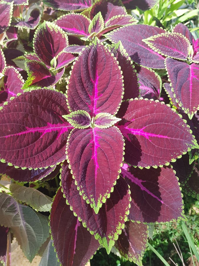 The Miana Tree is Very Beautiful Stock Photo - Image of purple ...